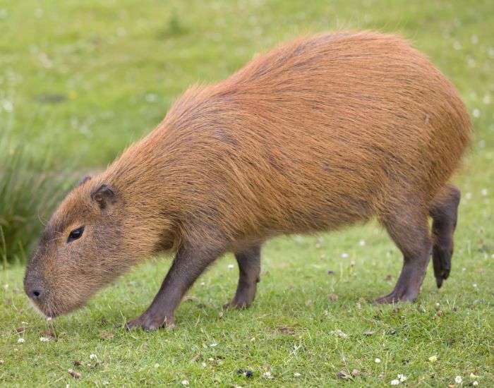 Capibara - ce fel de animal este? Ce trebuie sa stiti despre el? | Fera.ro