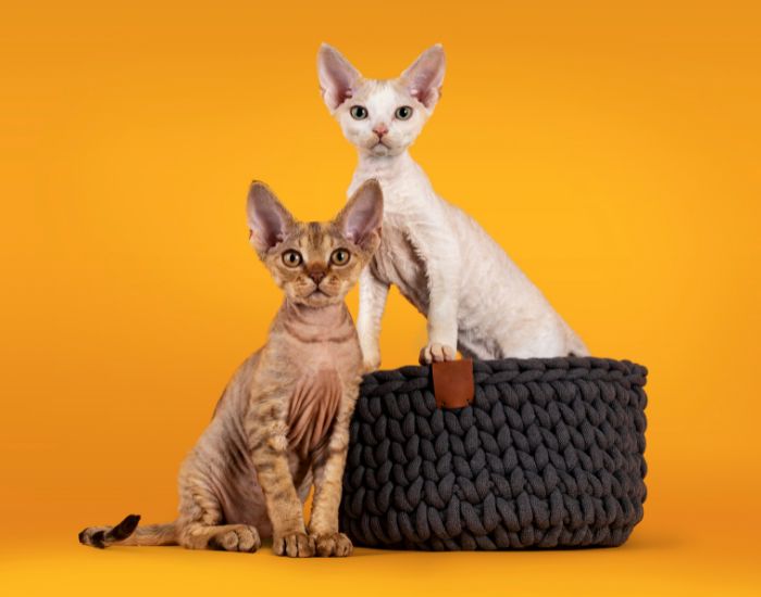 Cele mai frumoase pisici - este și pisica ta printre ele? | Fera.ro