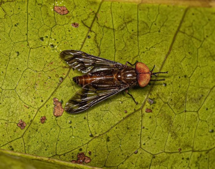Musca de cal - muscaturi, modalitati de protejare | Fera.ro