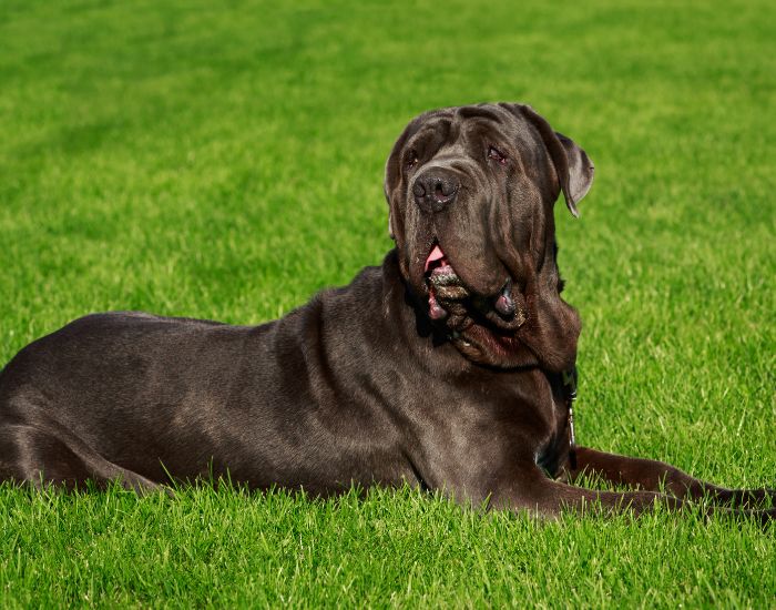 Mastiff Napoletan - caracterul, descrierea rasei | Fera.ro