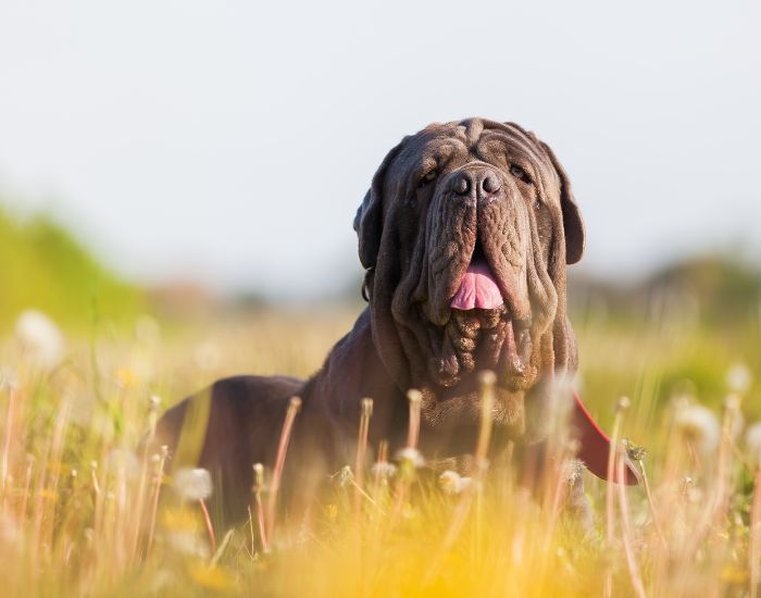 Mastiff Napoletan - caracterul, descrierea rasei | Fera.ro