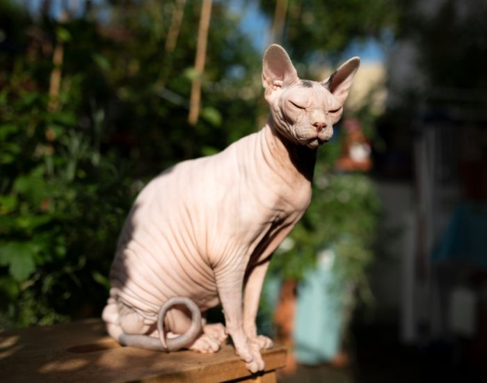 Cele mai frumoase pisici - este și pisica ta printre ele? | Fera.ro