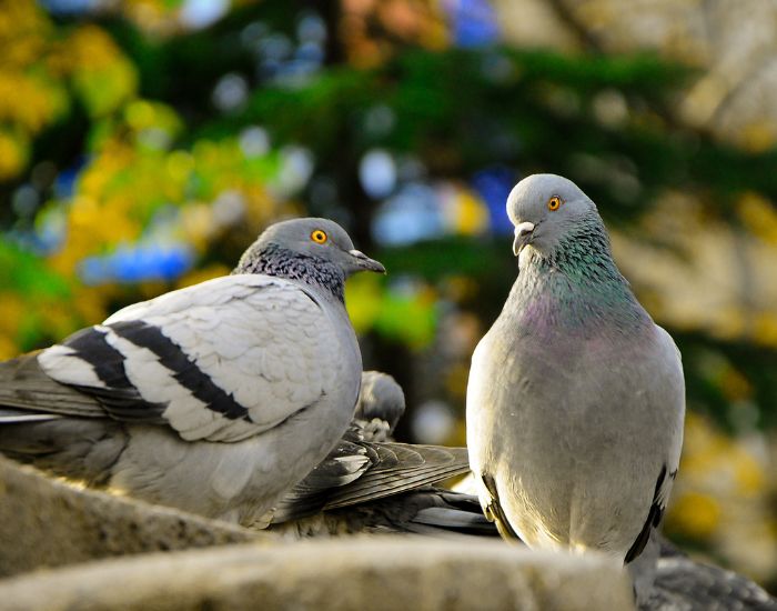 Ce mananca porumbeii? Cu ce hranim puii de porumbei si pe cei adulti ...