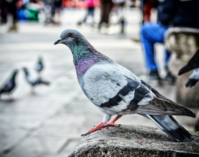 Ce mananca porumbeii? Cu ce hranim puii de porumbei si pe cei adulti ...