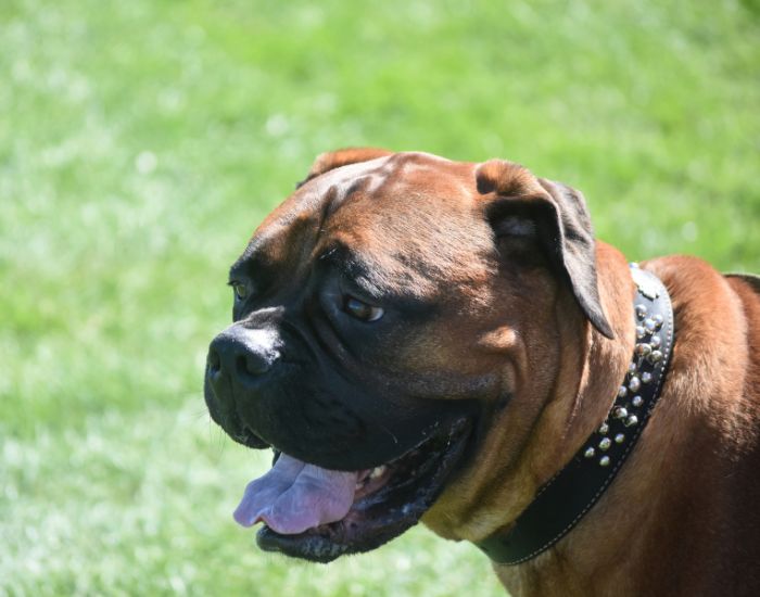 Mastiff englezesc - caracterul si descrierea rasei | Fera.ro